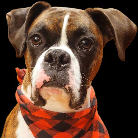 Calling all Boxers! Dog Paw-ty!